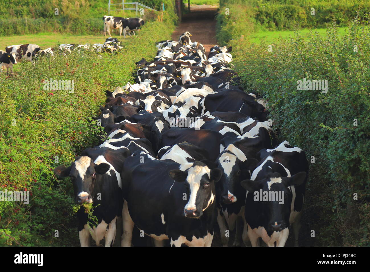 Herding cows hi-res stock photography and images - Alamy