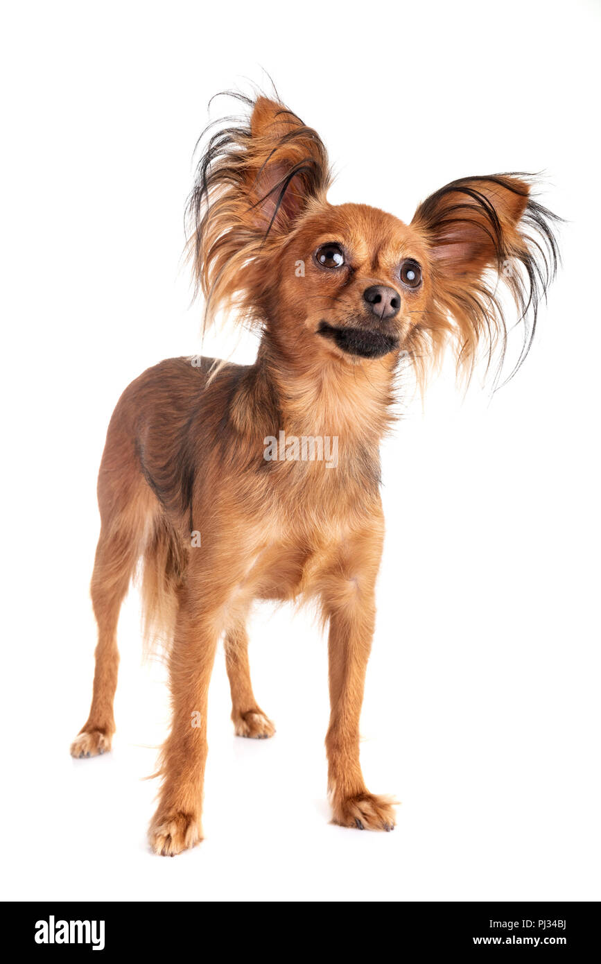 Russkiy Toy in front of white background Stock Photo - Alamy