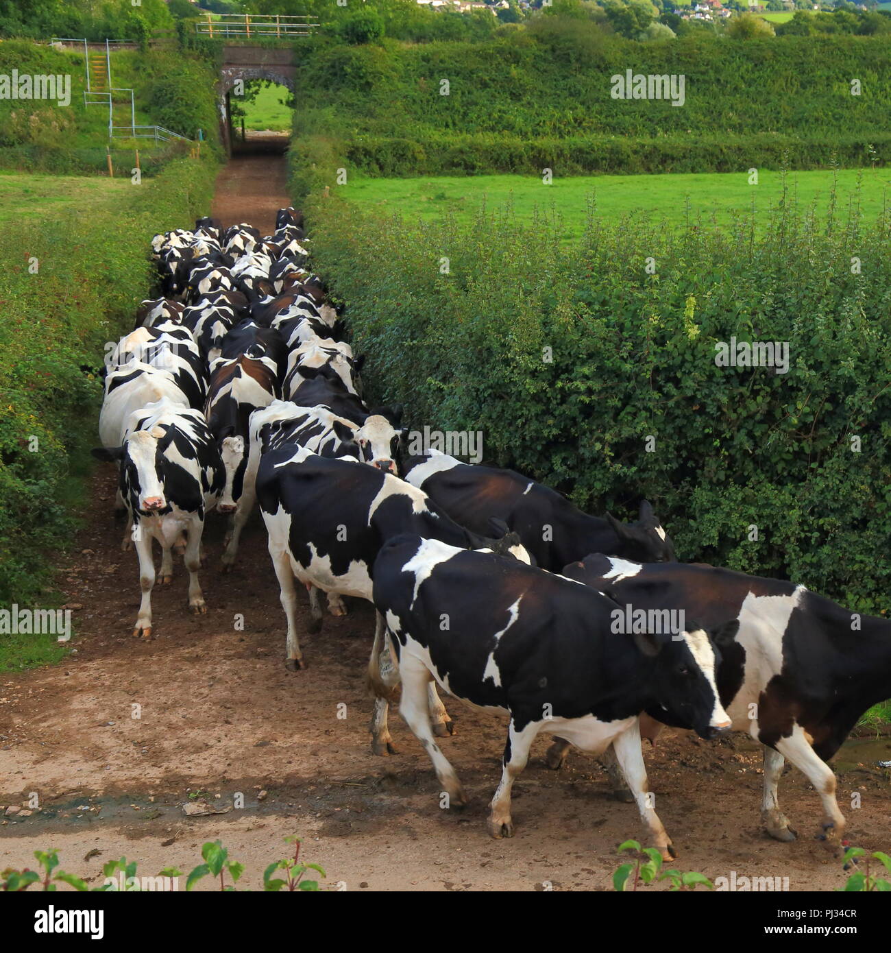 Herding cows farm hi-res stock photography and images - Alamy