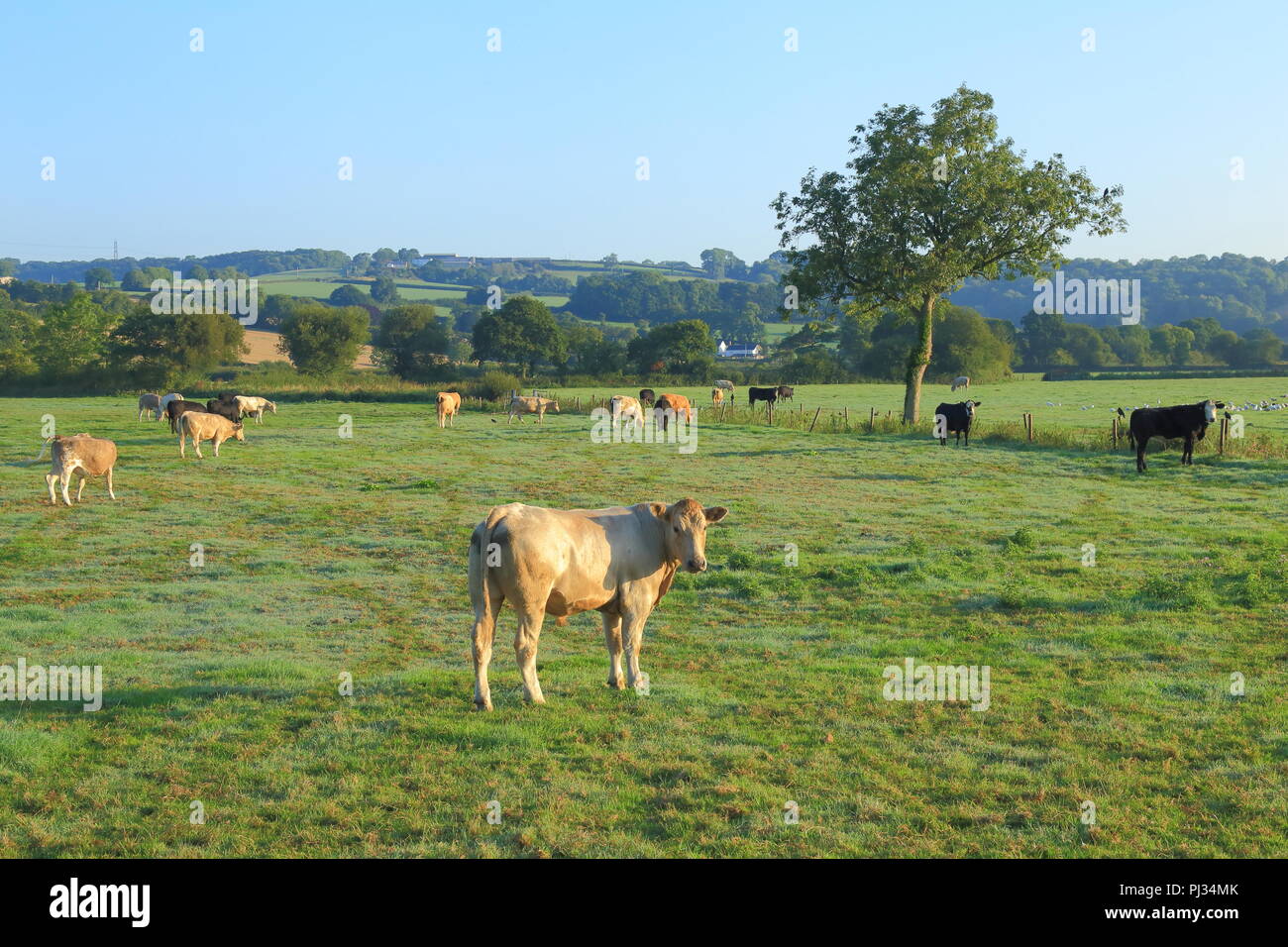 Herd of cows on the farmland in Axe Valley, Devon Stock Photo - Alamy
