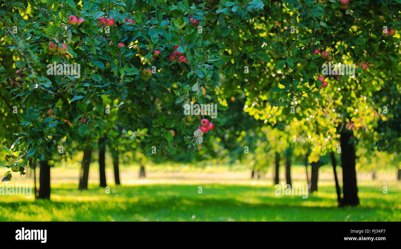 Cider apple orchard uk hi-res stock photography and images - Alamy