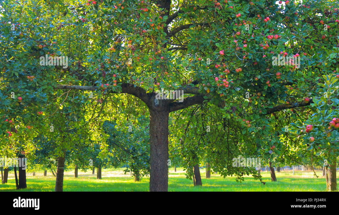 Cider apple orchard uk hi-res stock photography and images - Alamy