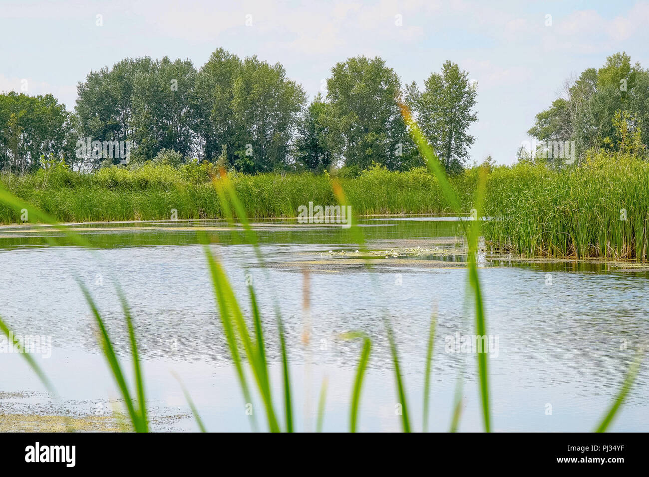 Small quiet river with trees on the opposite Bank Stock Photo - Alamy