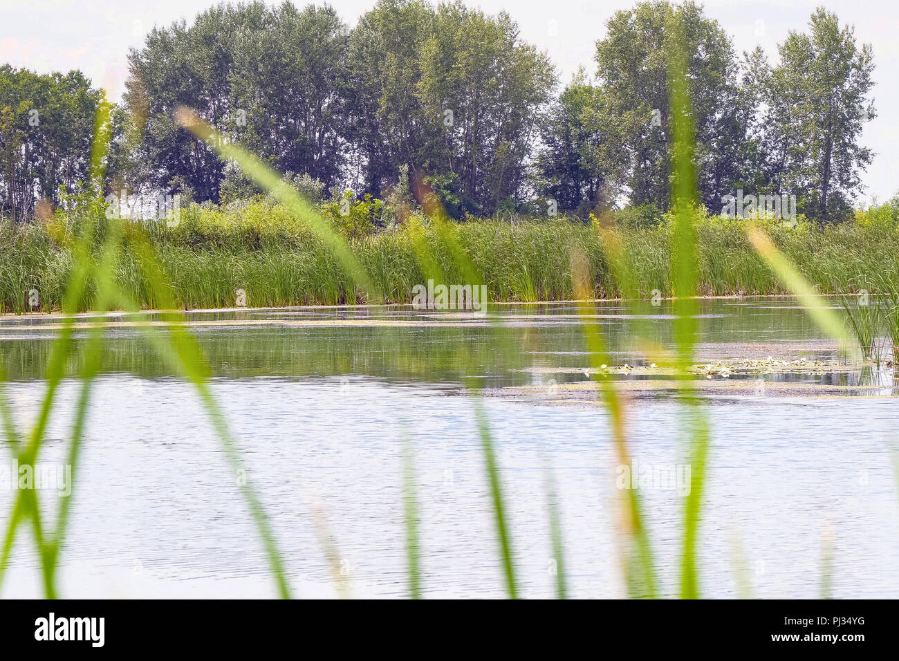 Small quiet river with trees on the opposite Bank Stock Photo - Alamy