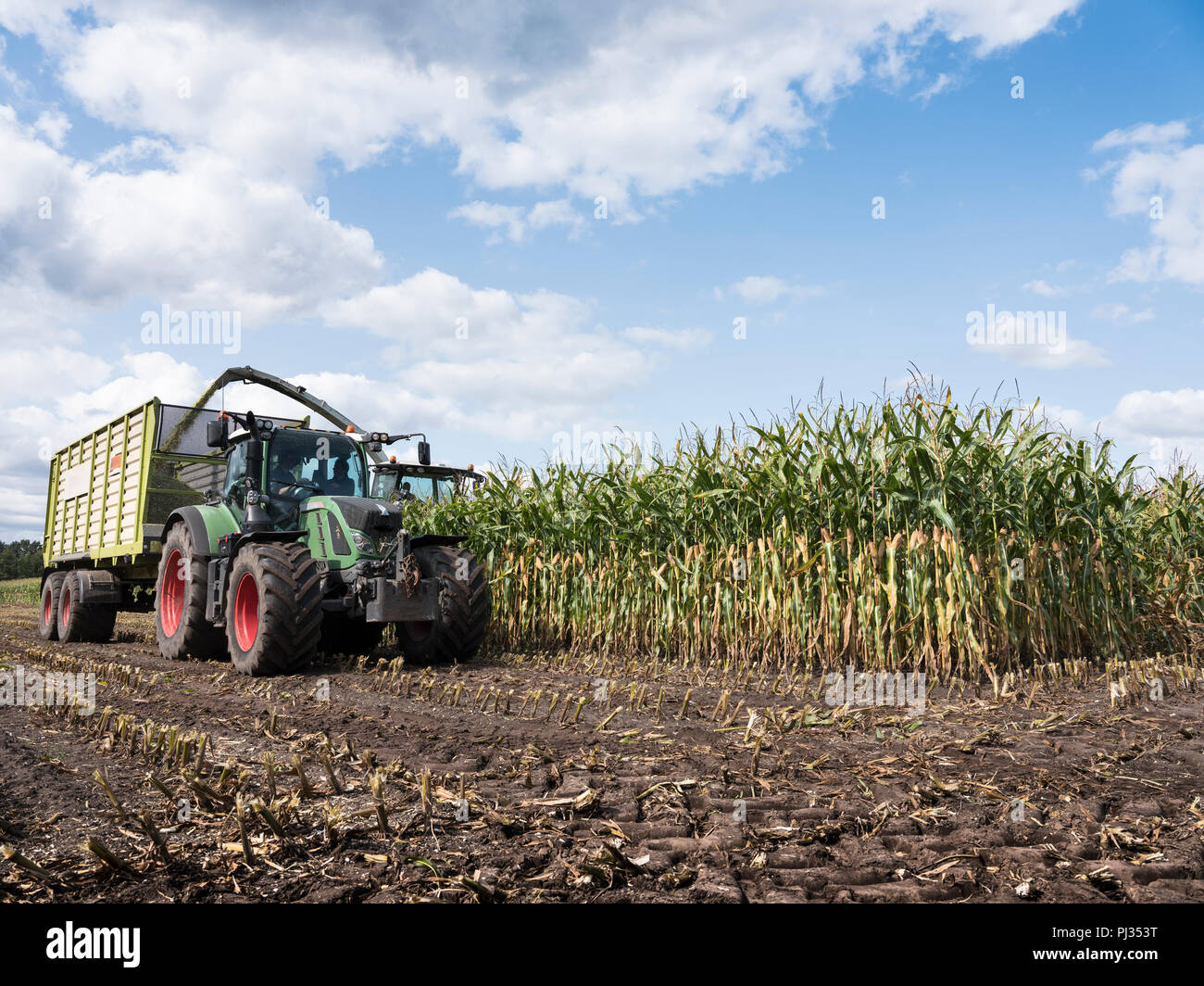 corn crop is loaded in cart behind tractor during harvest in the ...