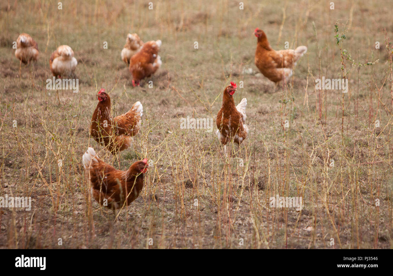 free roaming brown chicken on dutch farm in the netherlands Stock Photo ...