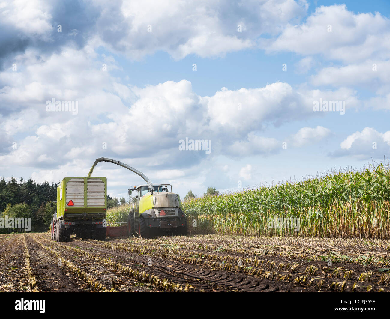corn crop is loaded in cart behind tractor during harvest in the ...