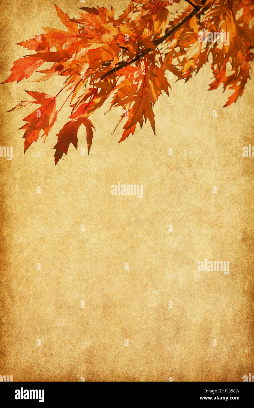 old paper with autumn leaves Stock Photo - Alamy