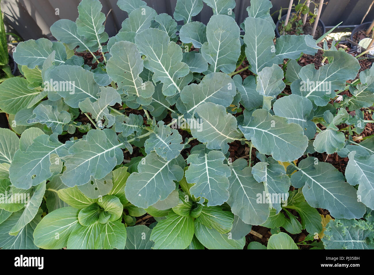 Growing broccoli on a vegetable patch Stock Photo - Alamy