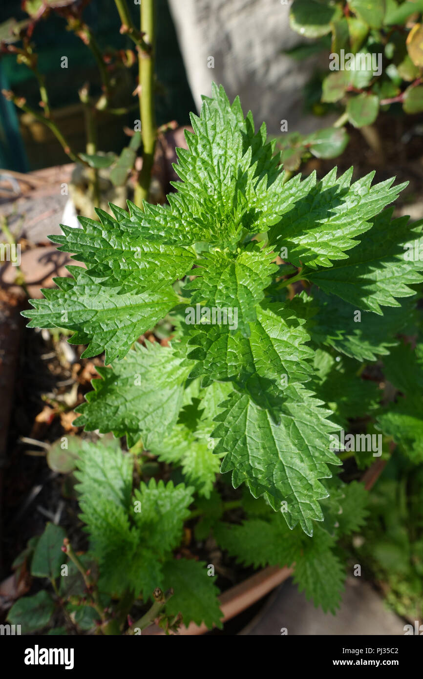 Medicinal plants stinging nettle hi-res stock photography and images ...