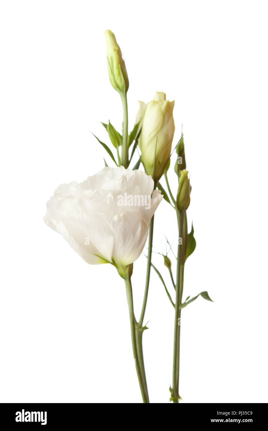 White flowers isolated on white. Eustoma Stock Photo - Alamy