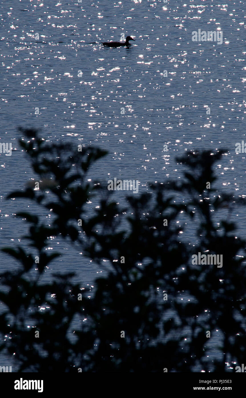 Duck swimming on shimmering water, Hurworth Burn reservoir, Bright ...