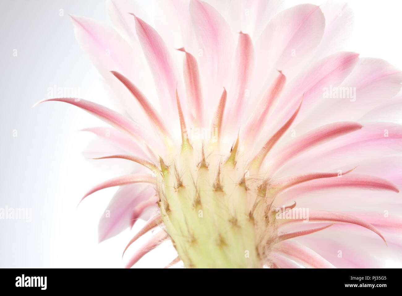 Light pink cactus flower Stock Photo - Alamy