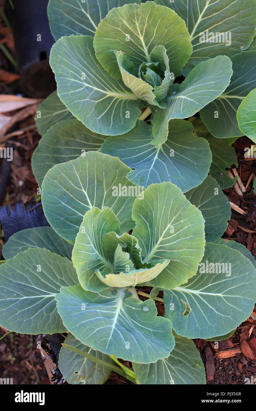 Planting Cabbage on vegetable patch Stock Photo - Alamy