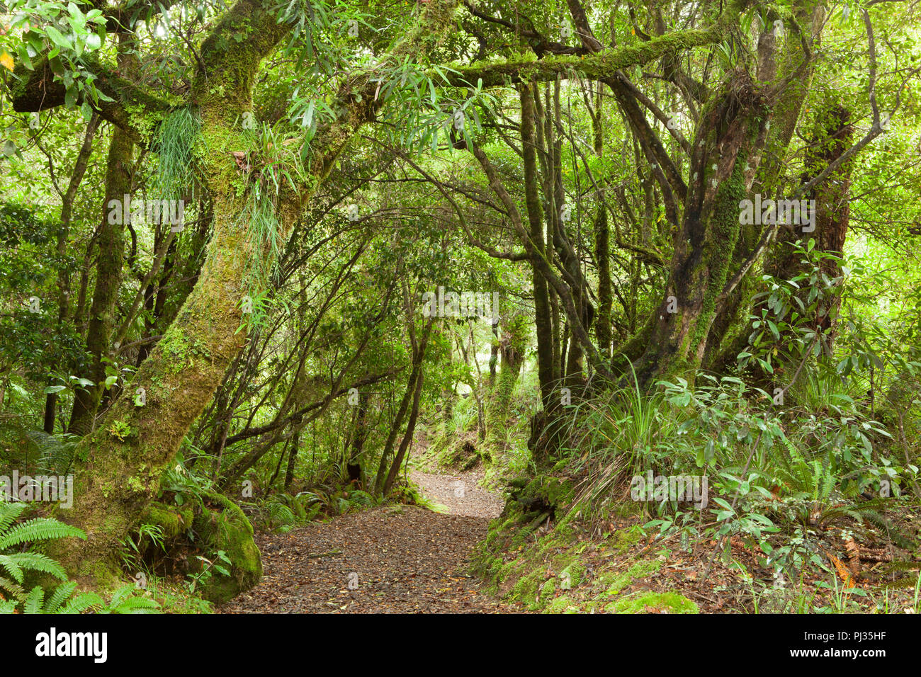 Urewera hi-res stock photography and images - Alamy