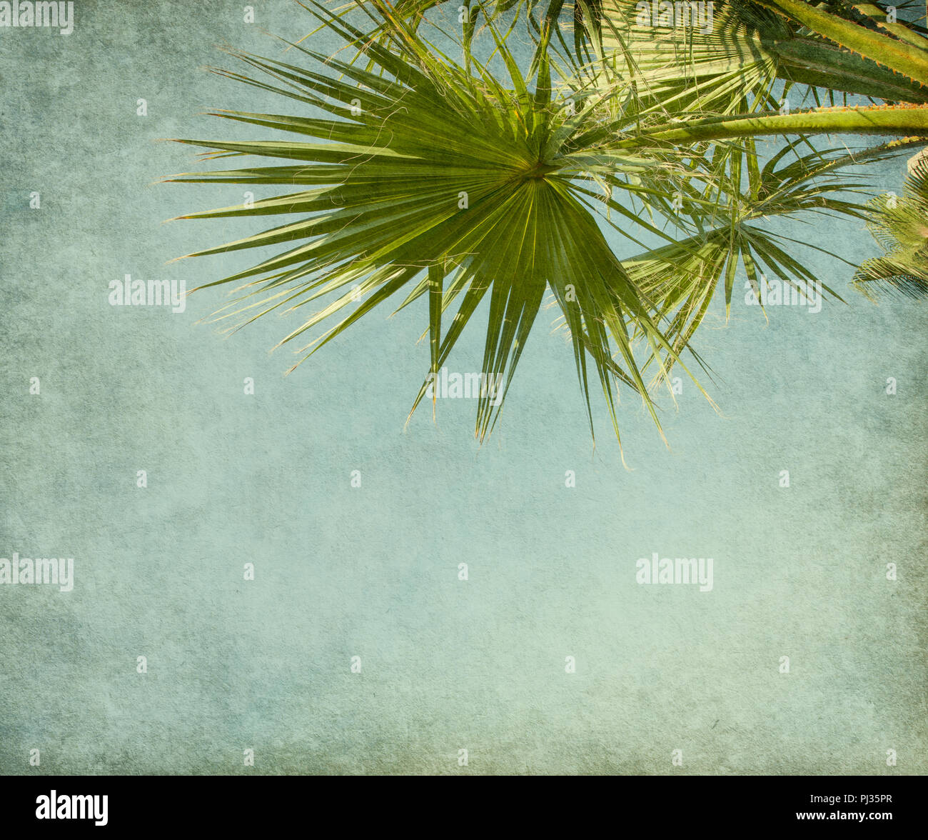 old paper with palm tree Stock Photo - Alamy