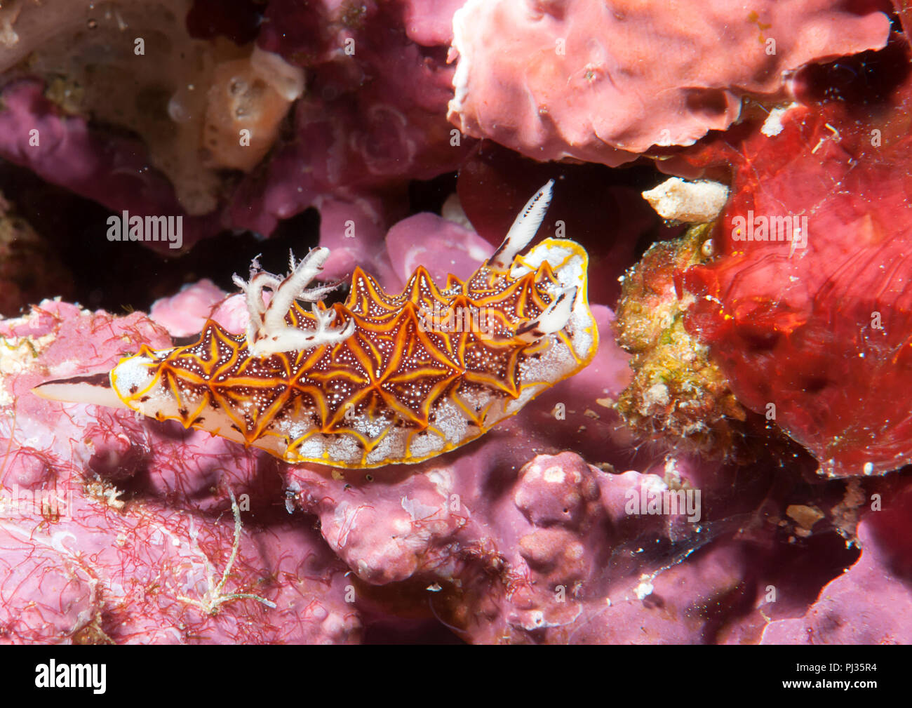Halgerda tessellata (Bergh, 1880) crawling on corals of Bali, Indonesia ...