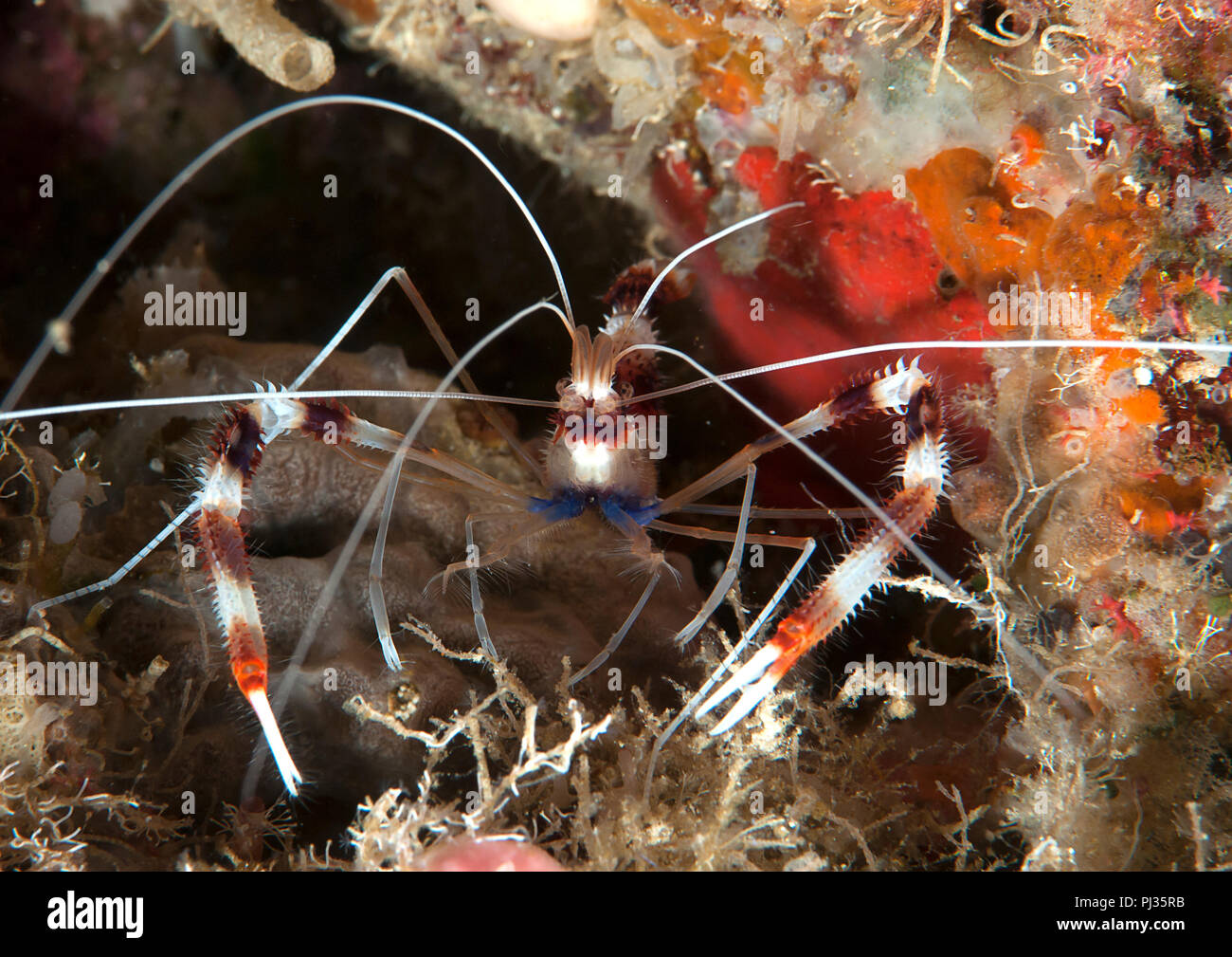 Banded cleaner shrimp ( Stenopus hispidus ) walking over corals of Bali ...