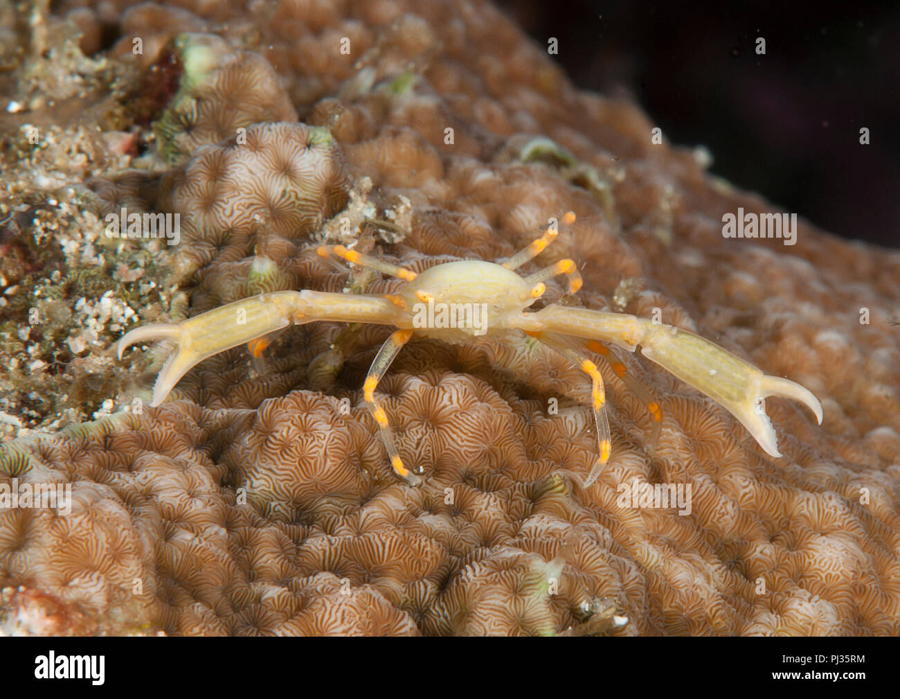 Quadrella coronata hi-res stock photography and images - Alamy