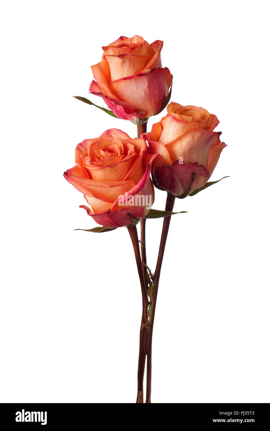 Three orange roses isolated on white background Stock Photo - Alamy