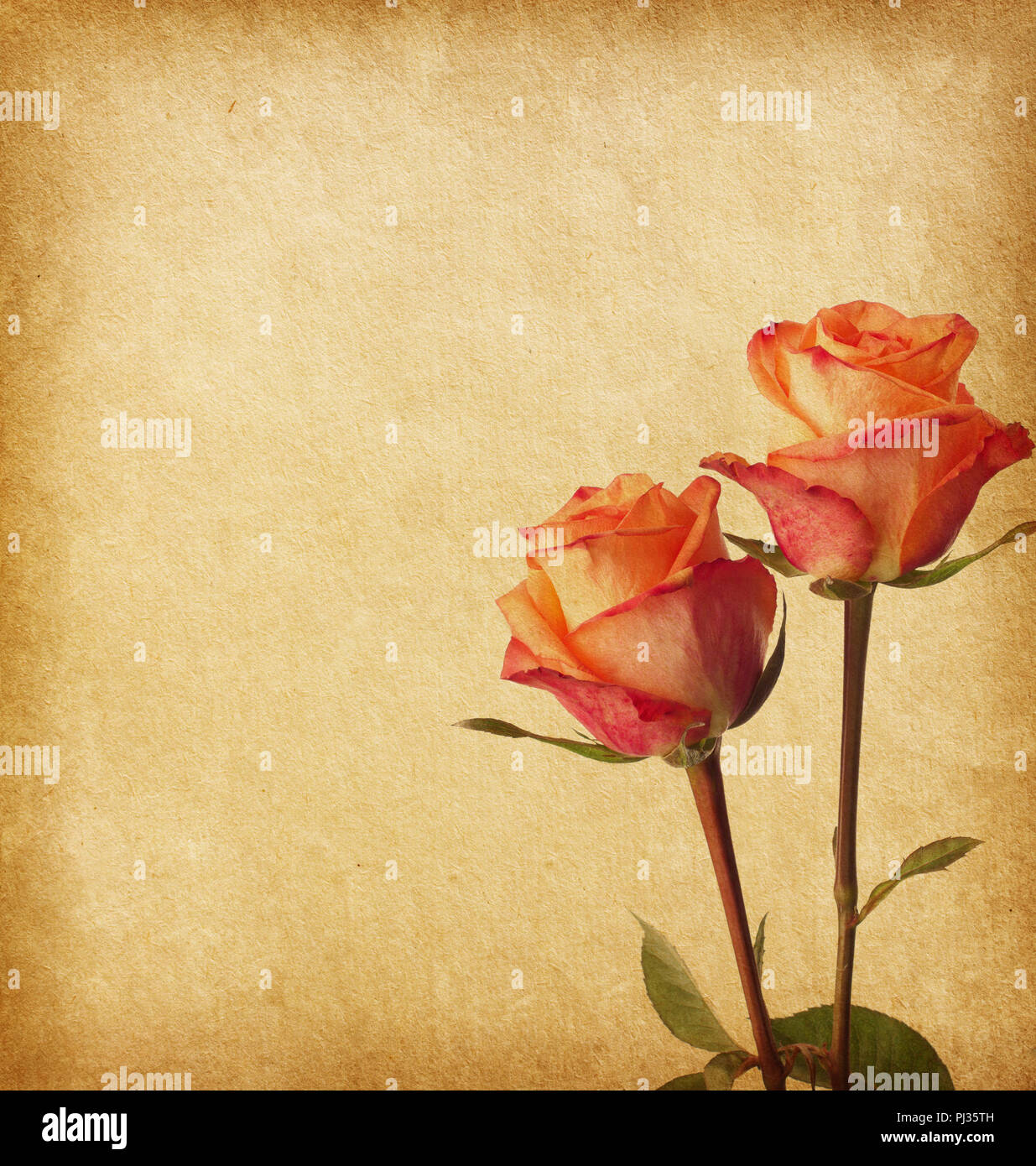 Old worn paper with two roses Stock Photo - Alamy