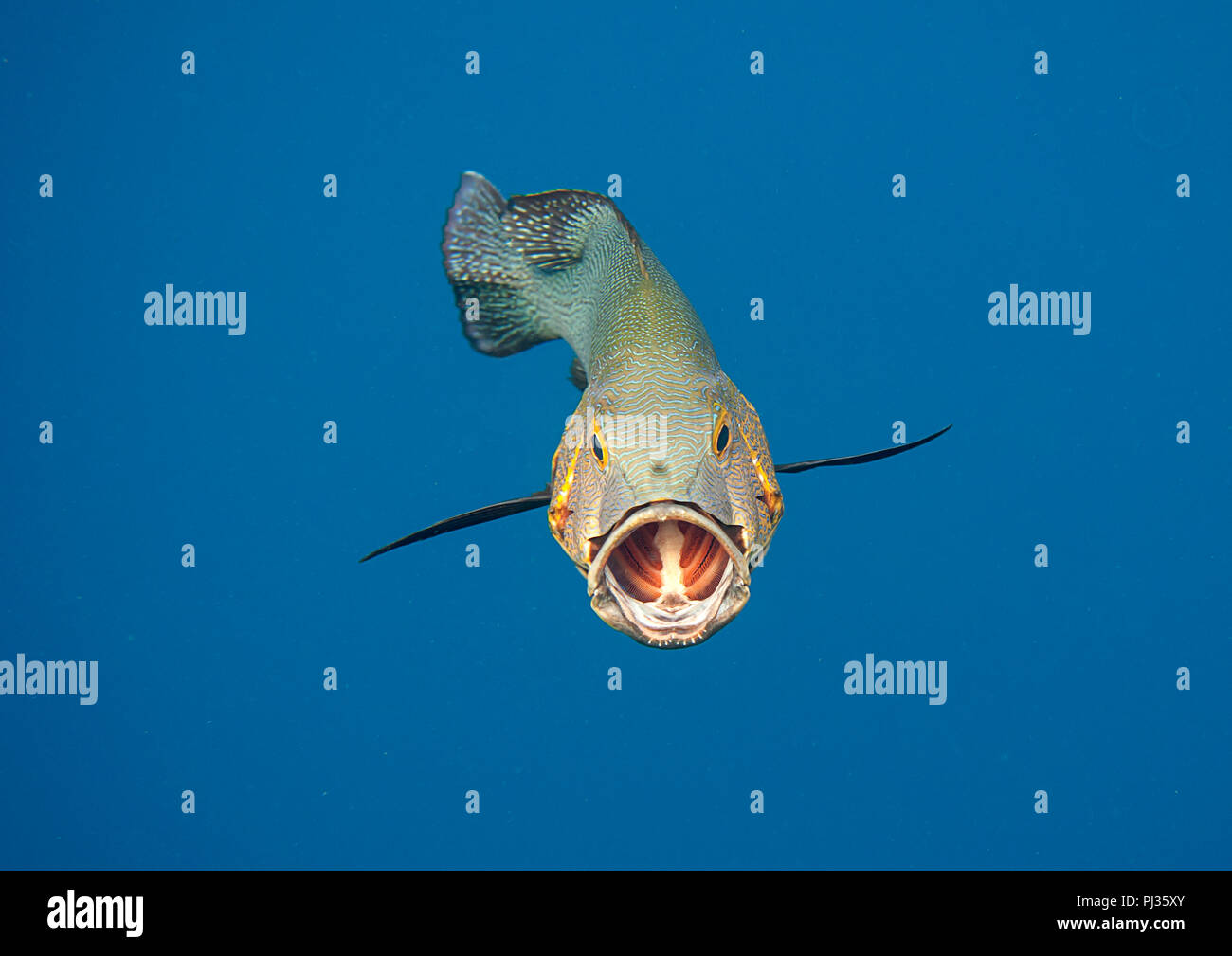 Midnight snapper ( Macolor macularis ) opens it's mouth for cleaning ...