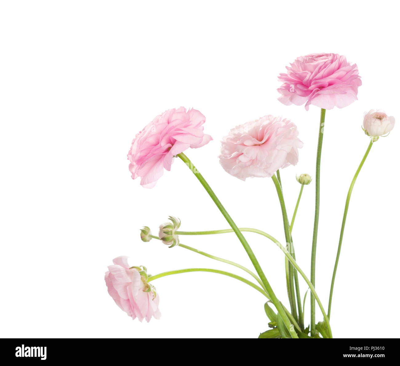 Light pink flowers isolated on white. Ranunculus Stock Photo - Alamy