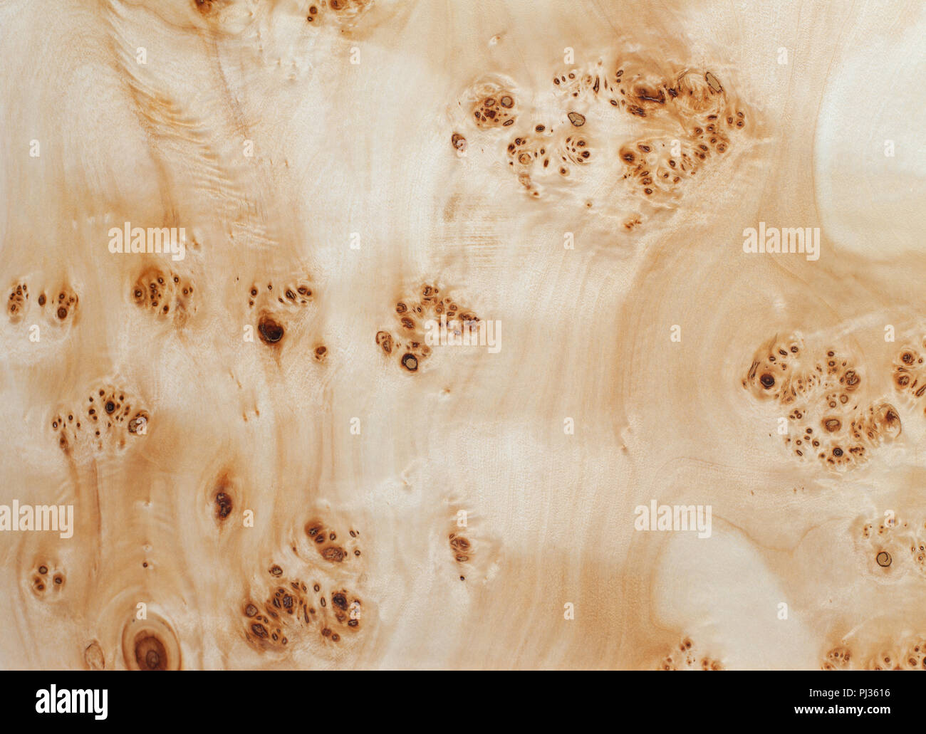 Poplar Burr Veneer Stock Photo - Alamy