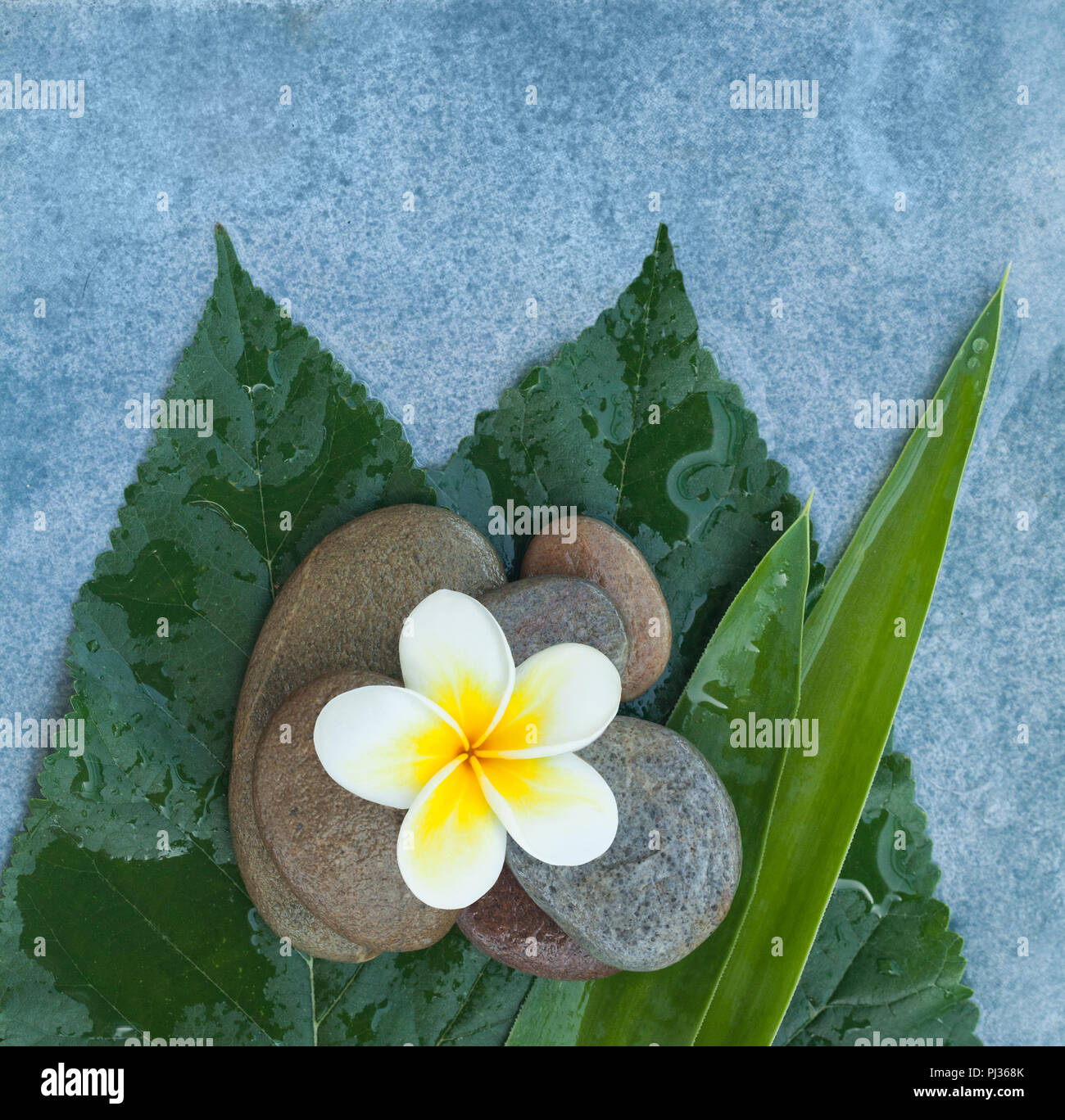 Top view of spa flower with big leaves and stones for massage treatment ...