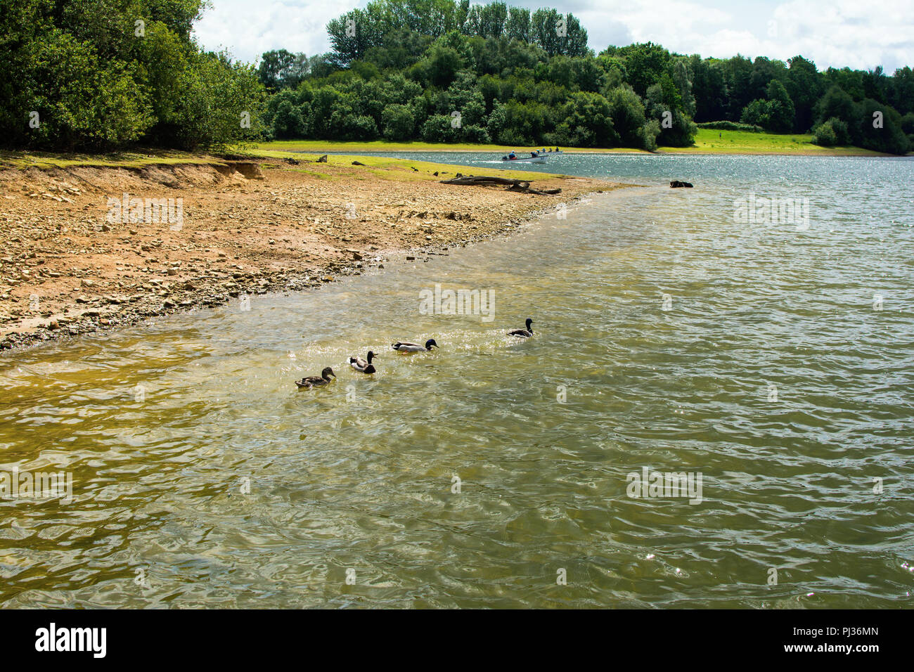 Bewl water reservoir in Lamberhurst, Kent, England. View of the river ...