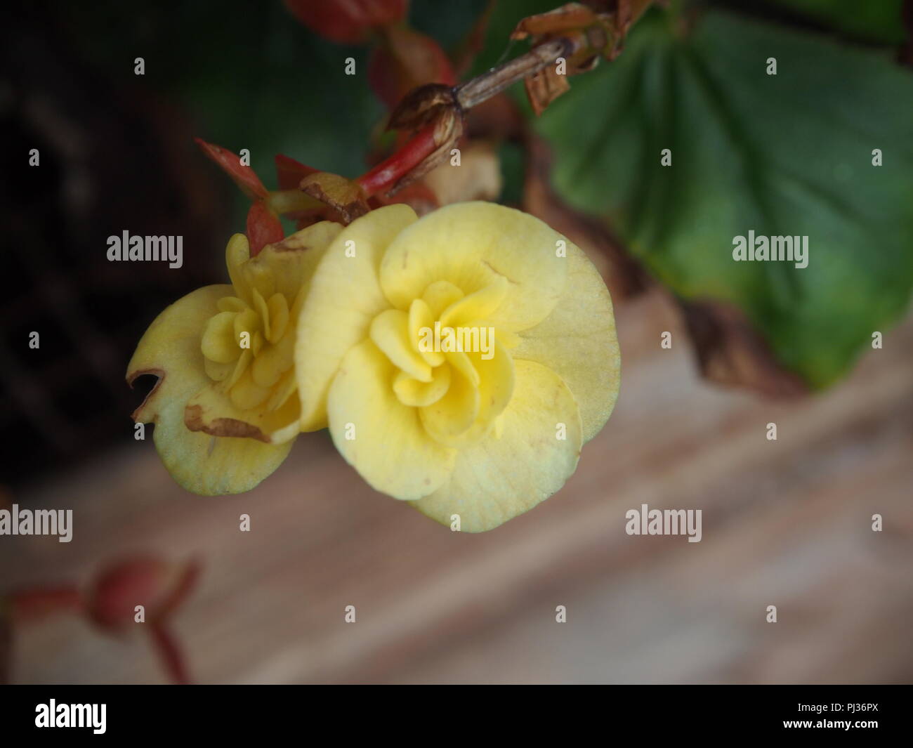 Two yellow begonia flowers Stock Photo - Alamy