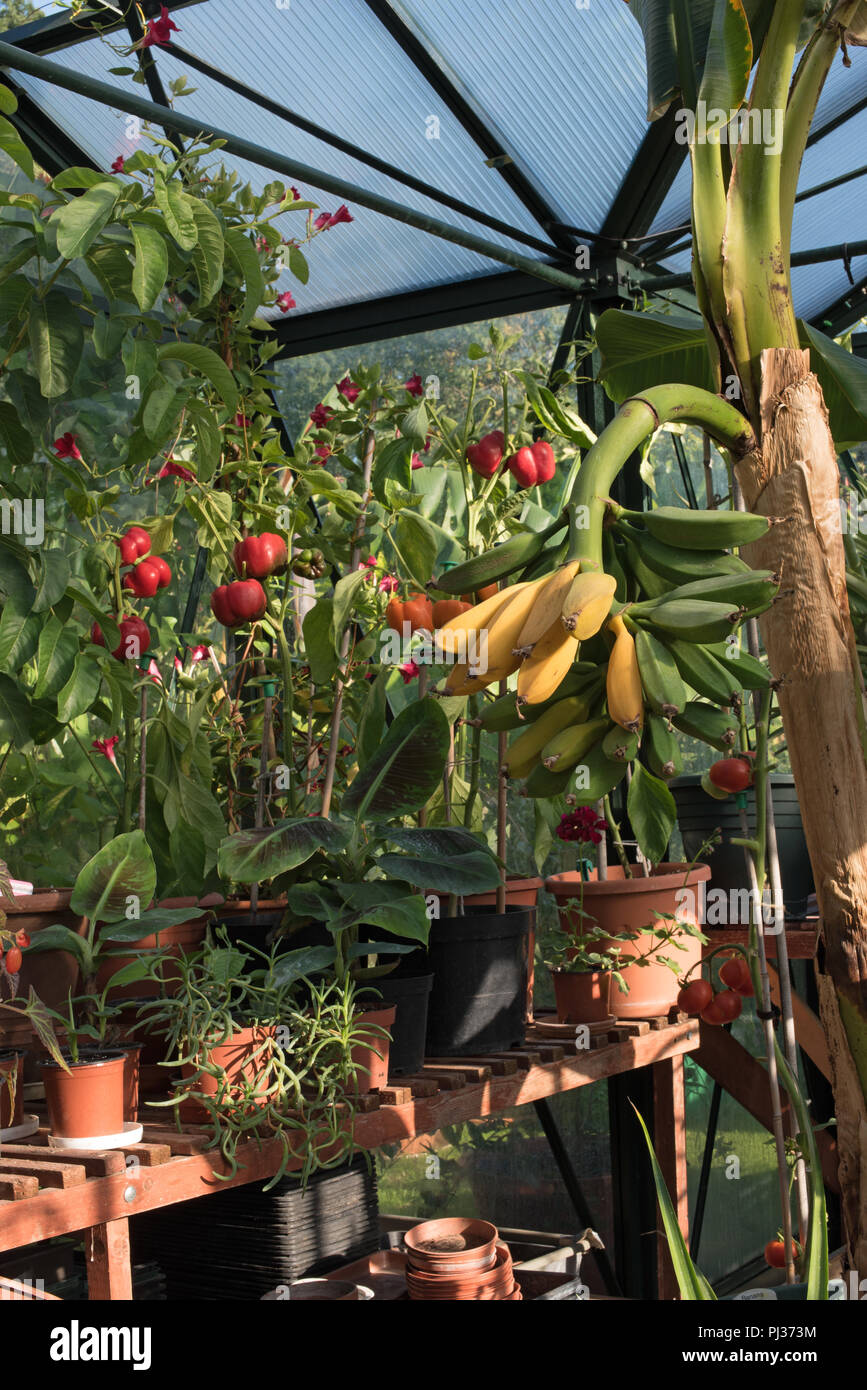 English dwarf orinoco bananas from Buckinghamshire, UK Stock Photo - Alamy