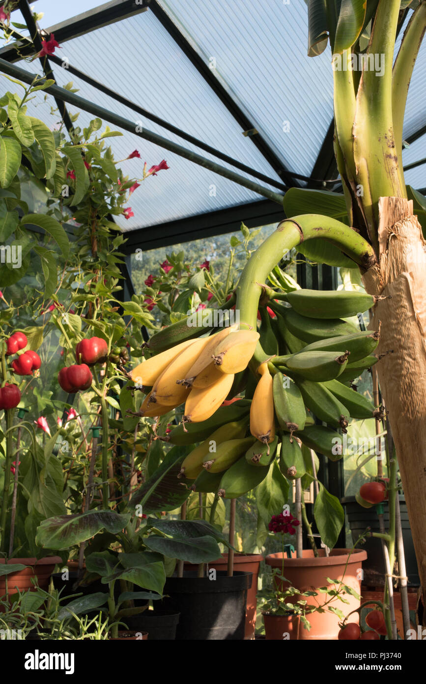 English dwarf orinoco bananas from Buckinghamshire, UK Stock Photo - Alamy