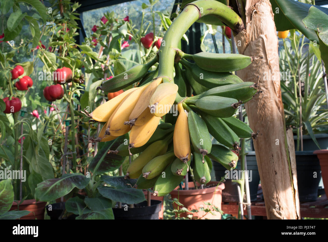 English dwarf orinoco bananas from Buckinghamshire, UK Stock Photo - Alamy