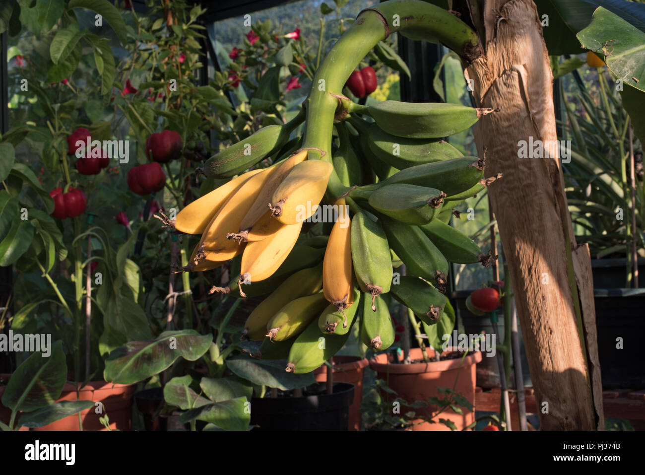 English dwarf orinoco bananas from Buckinghamshire, UK Stock Photo - Alamy