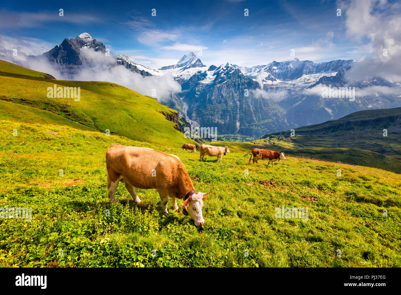 Milka country hi-res stock photography and images - Alamy