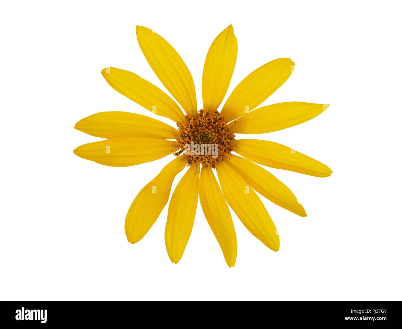 Yellow flower isolated on white background Stock Photo - Alamy