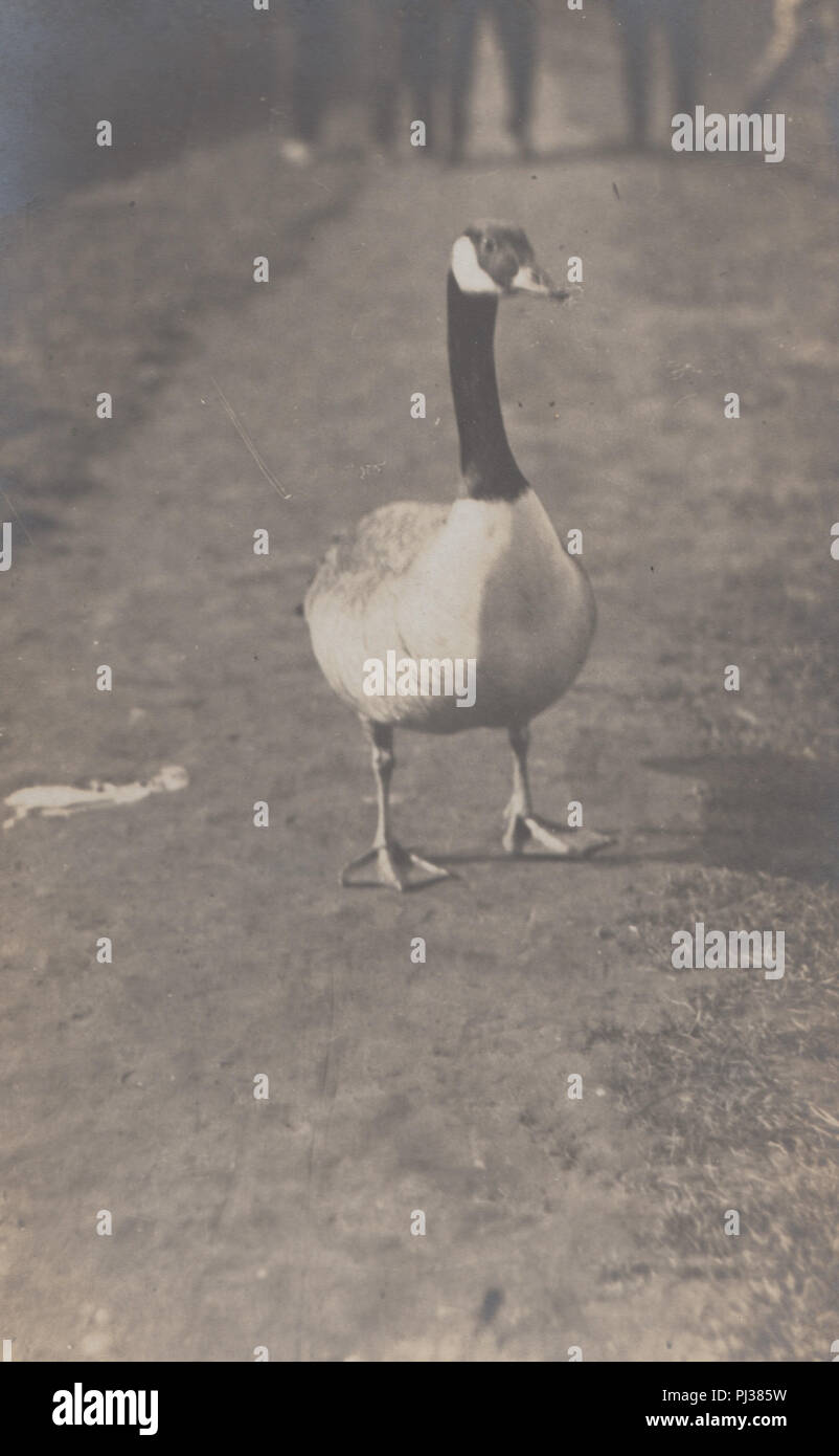 Old World Duck High Resolution Stock Photography and Images - Alamy