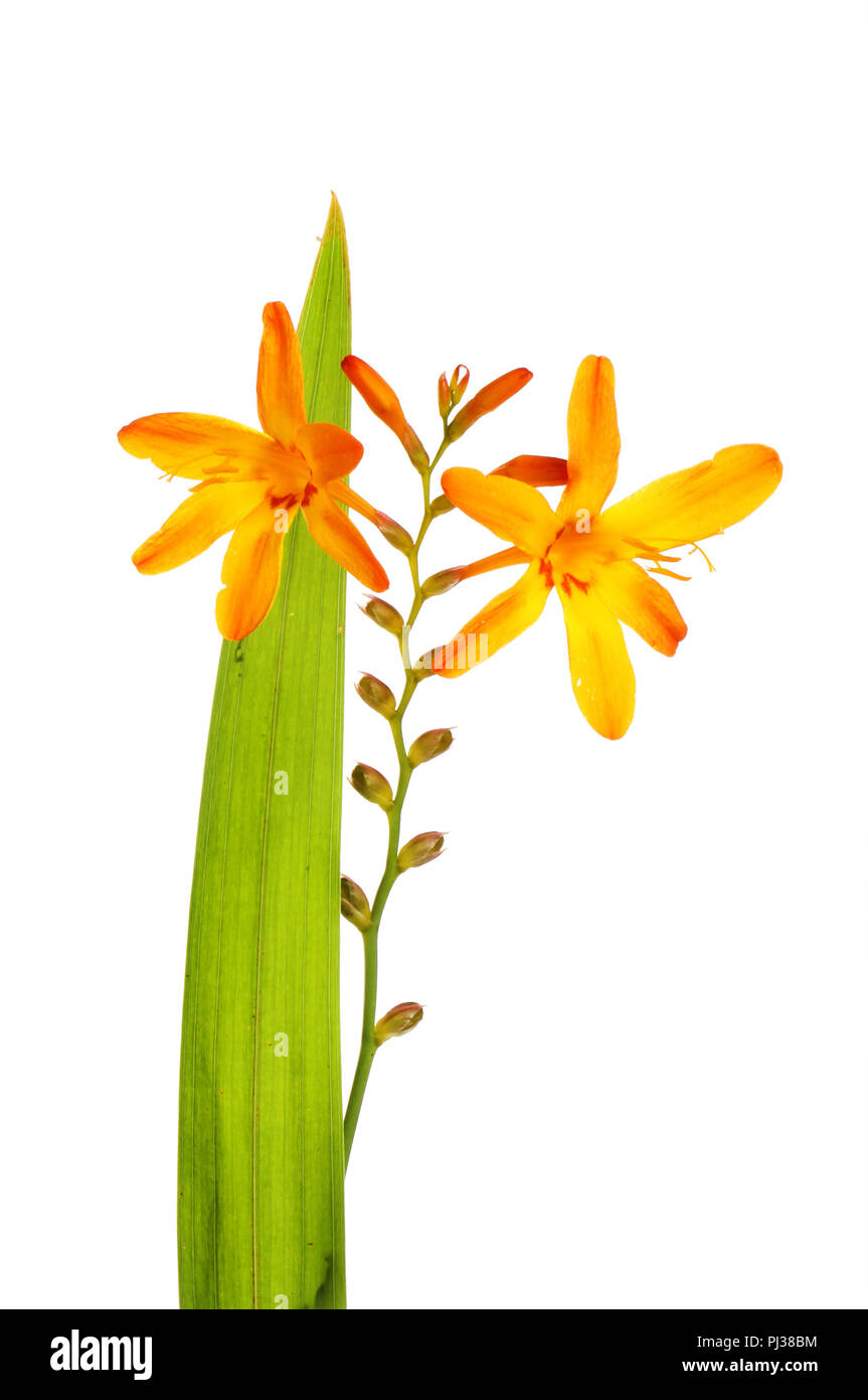 Crocosmia isolated hi-res stock photography and images - Alamy