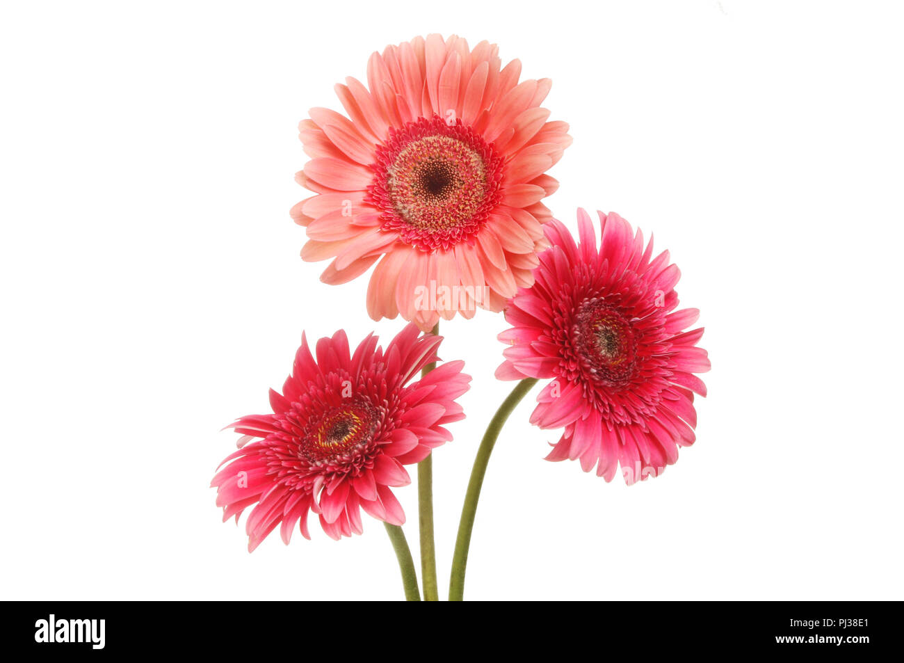 Three gerbera flowers hi-res stock photography and images - Alamy