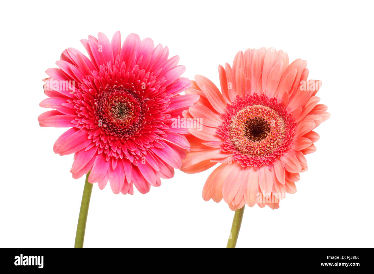 Two gerbera daisy flowers isolated against white Stock Photo - Alamy