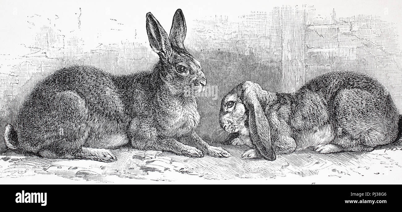 Black Flemish Giant Rabbits