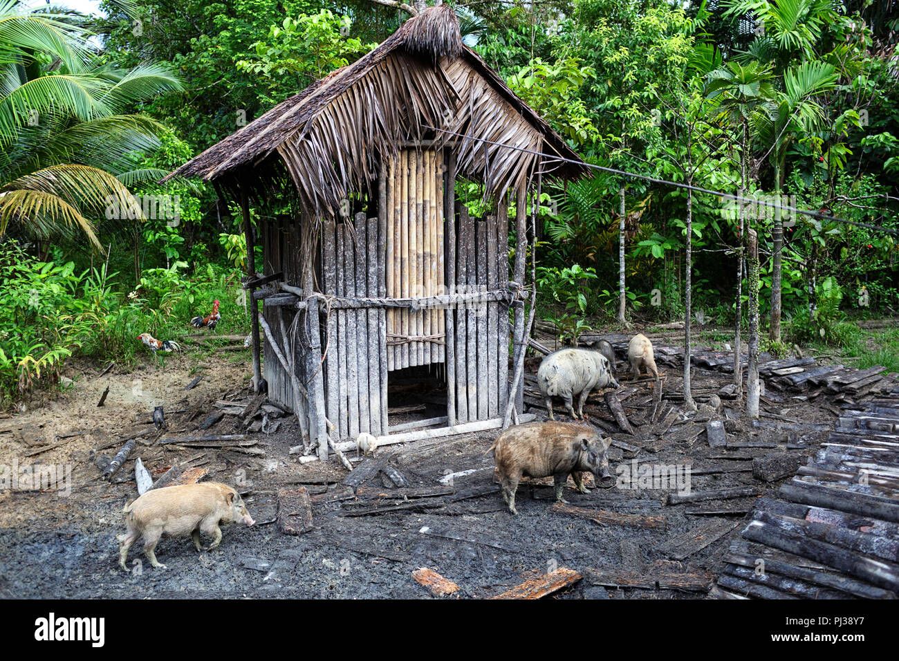 Wooden shack house in jungle hi-res stock photography and images - Alamy