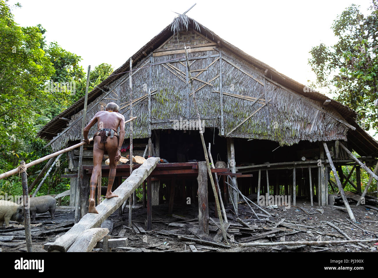 Old shaman walking on board to traditional house on pillars, Mentawai ...