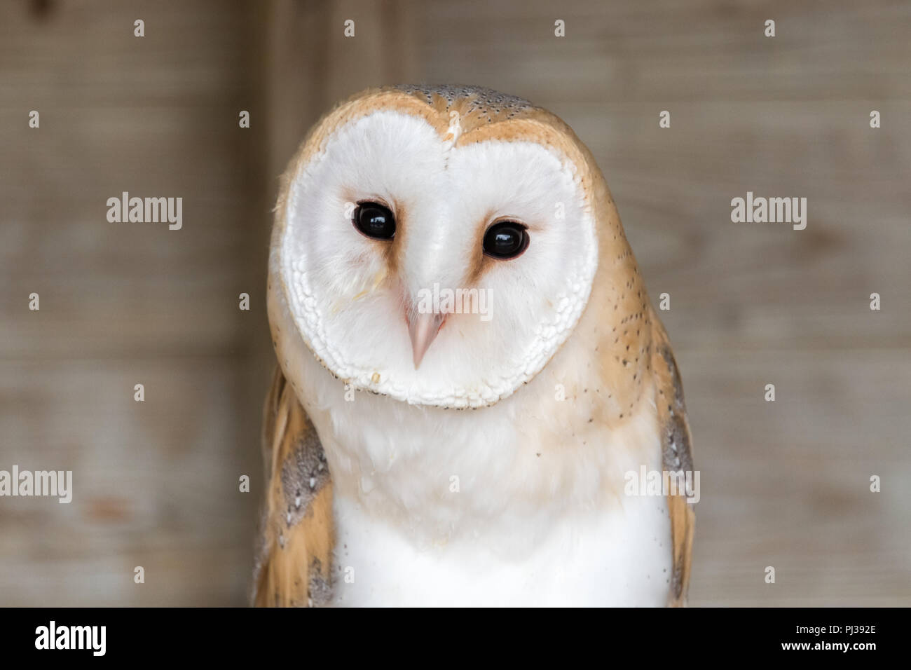Barn Owl at falconry Stock Photo - Alamy