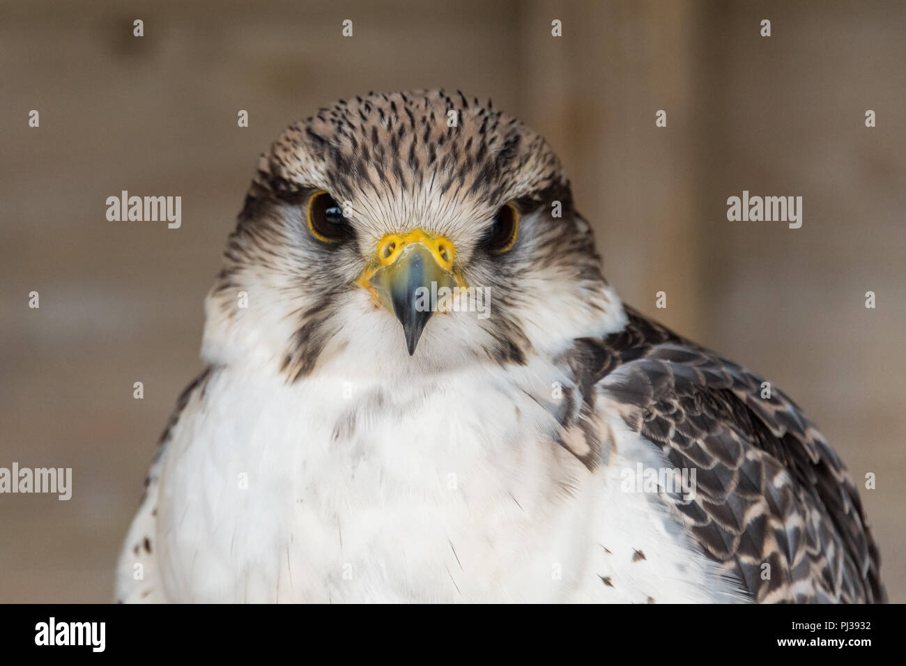 Tame hawk hi-res stock photography and images - Alamy