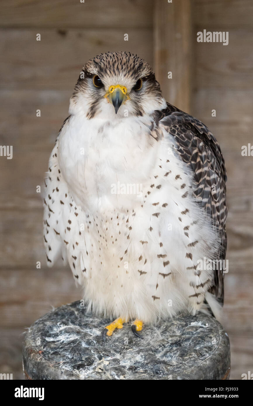 Tame raptor hi-res stock photography and images - Alamy