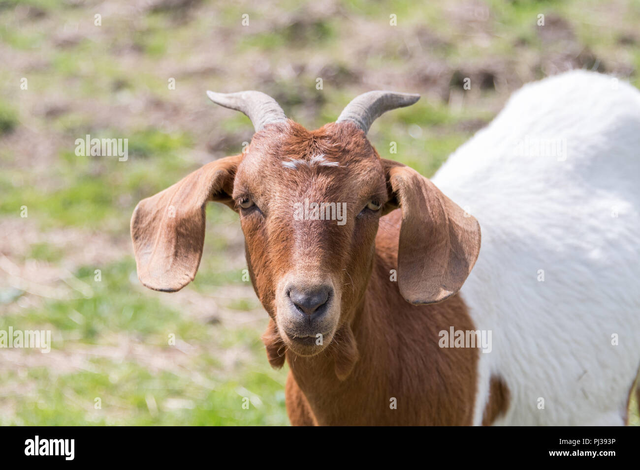 Goat on farm Stock Photo - Alamy
