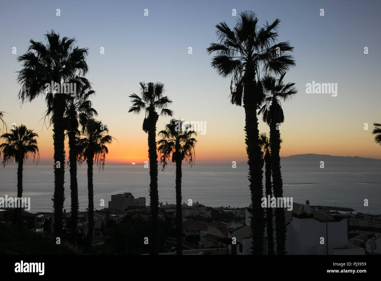Palm trees against the background of a sea sunset. The tropical coast ...