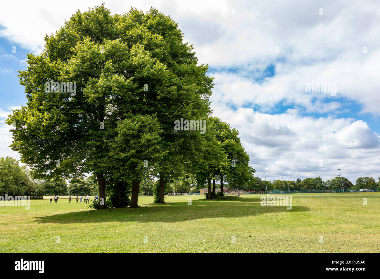 Large trees on Gillingham Great Lines country park, in the distance ...